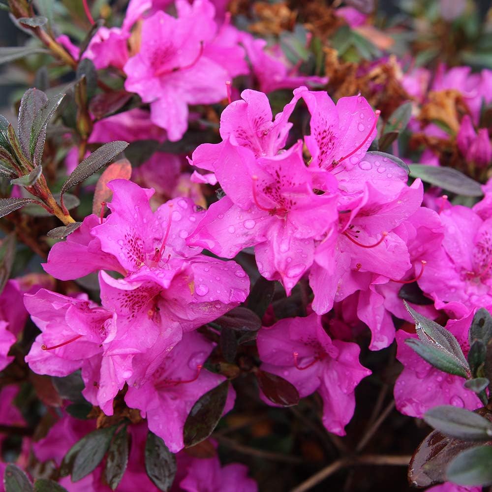 AZALEA Formosa #7 — Master Landscape Supply
