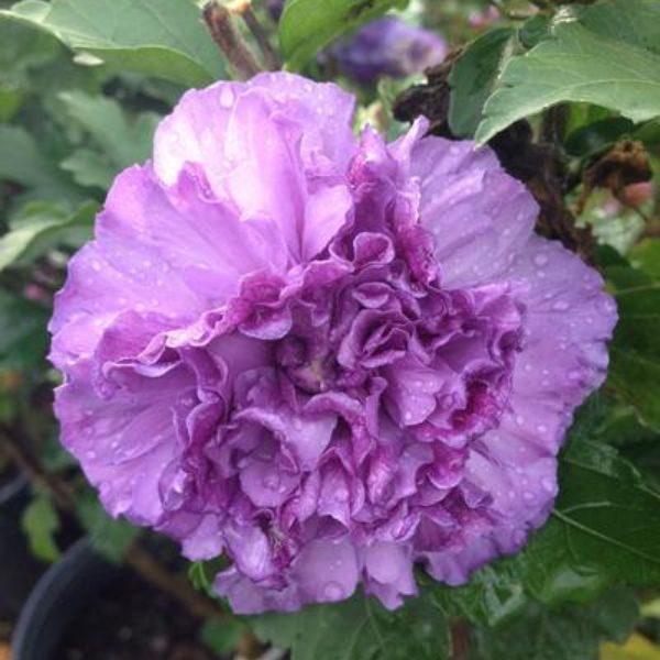 HIBISCUS Blueberry Smoothie #3 — Master Landscape Supply