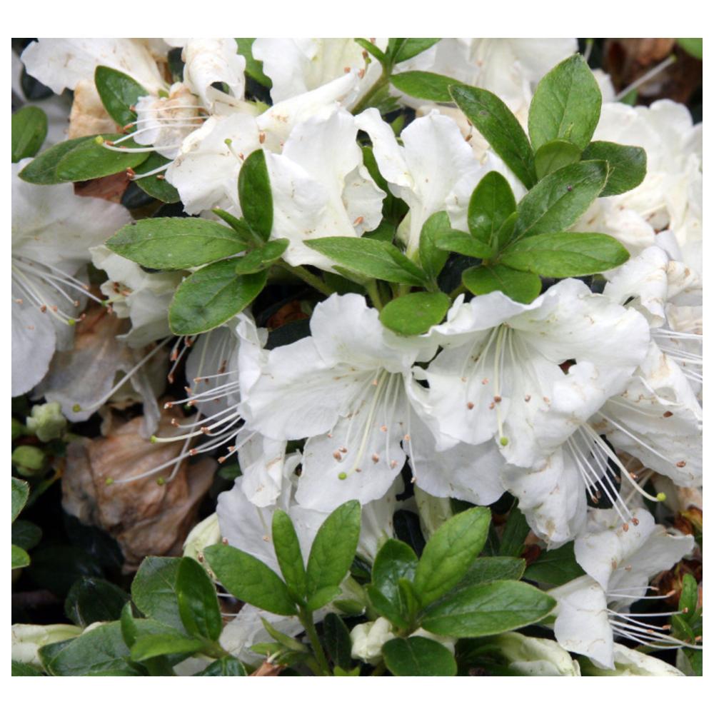 AZALEA Pleasant White #3 — Master Landscape Supply
