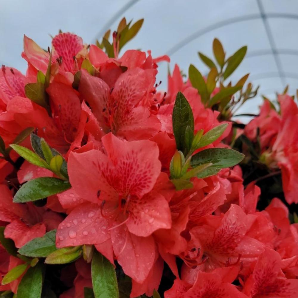 AZALEA Fashion #3 — Master Landscape Supply