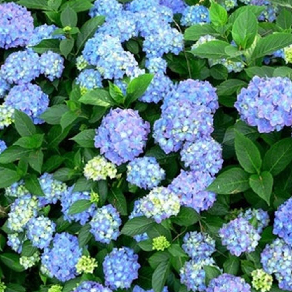 HYDRANGEA Dooley #3 — Master Landscape Supply