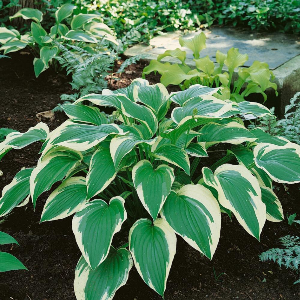 HOSTA Francee #1 — Master Landscape Supply
