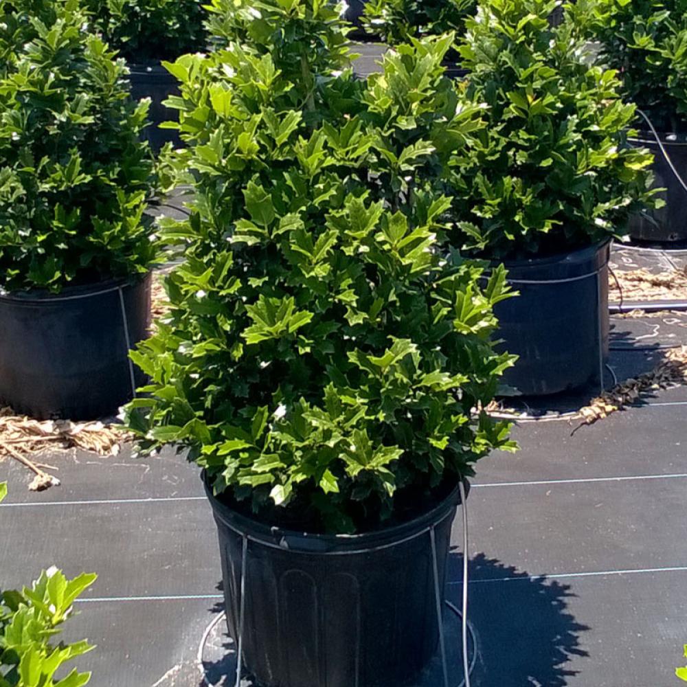 HOLLY Oak Leaf #3 — Master Landscape Supply