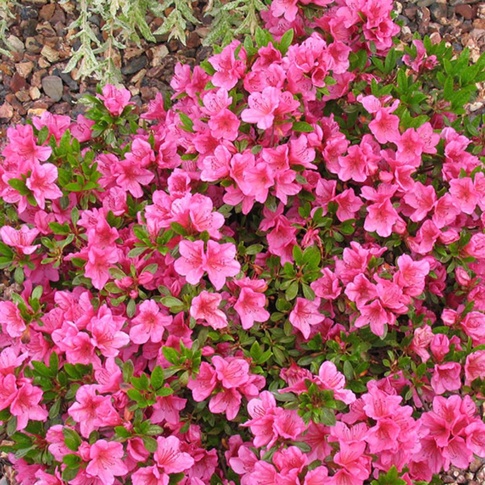 AZALEA Renee Michelle #3 — Master Landscape Supply