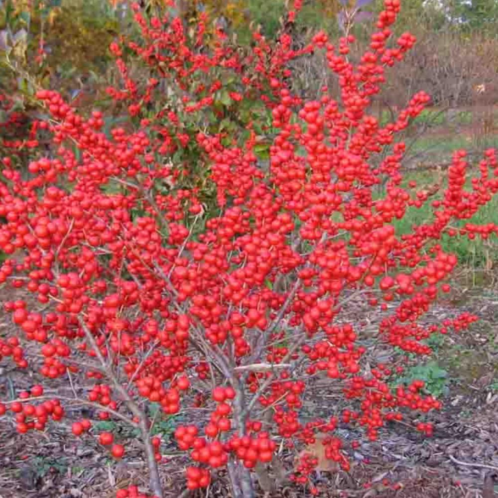 HOLLY Sparkleberry #3 — Master Landscape Supply