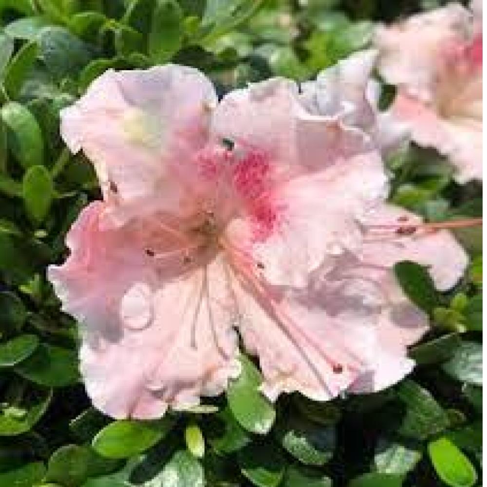 AZALEA Gumpo Pink #3 — Master Landscape Supply