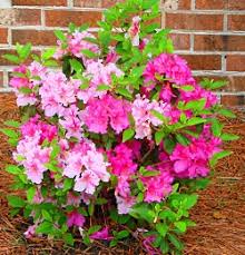 AZALEA Encore Autumn Twist #3 — Master Landscape Supply
