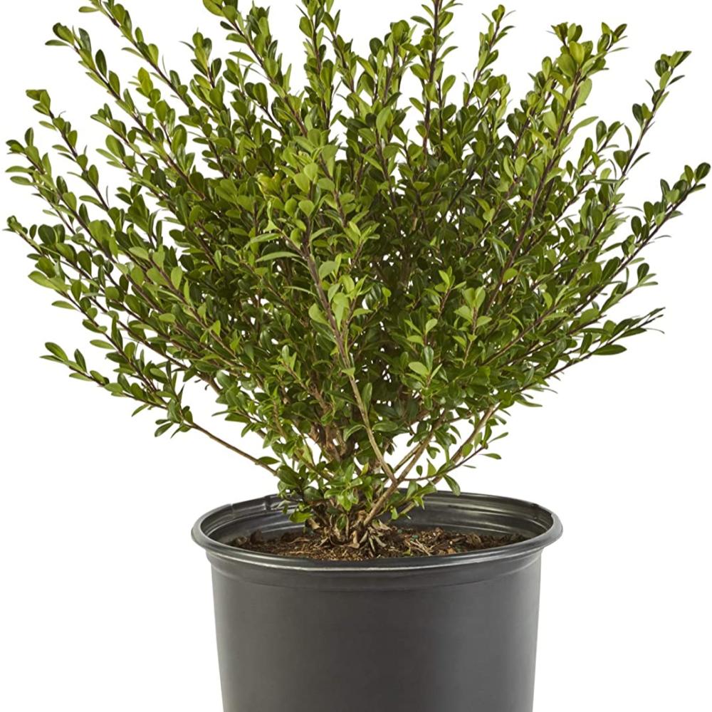 HOLLY Compacta #7 — Master Landscape Supply