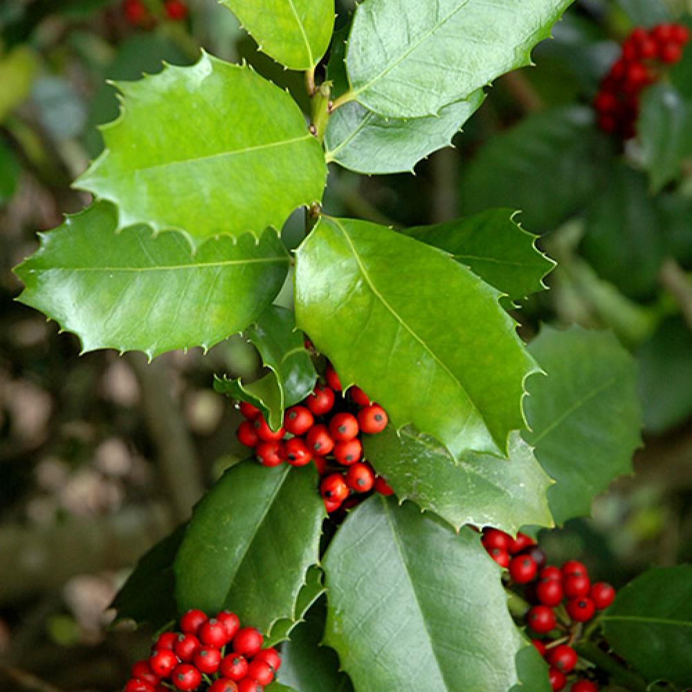 HOLLY Emily Brunner #3 — Master Landscape Supply