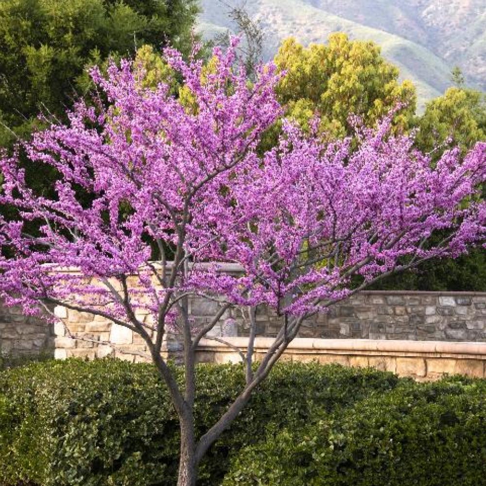 Forest Pansy Redbud #7 — Master Landscape Supply