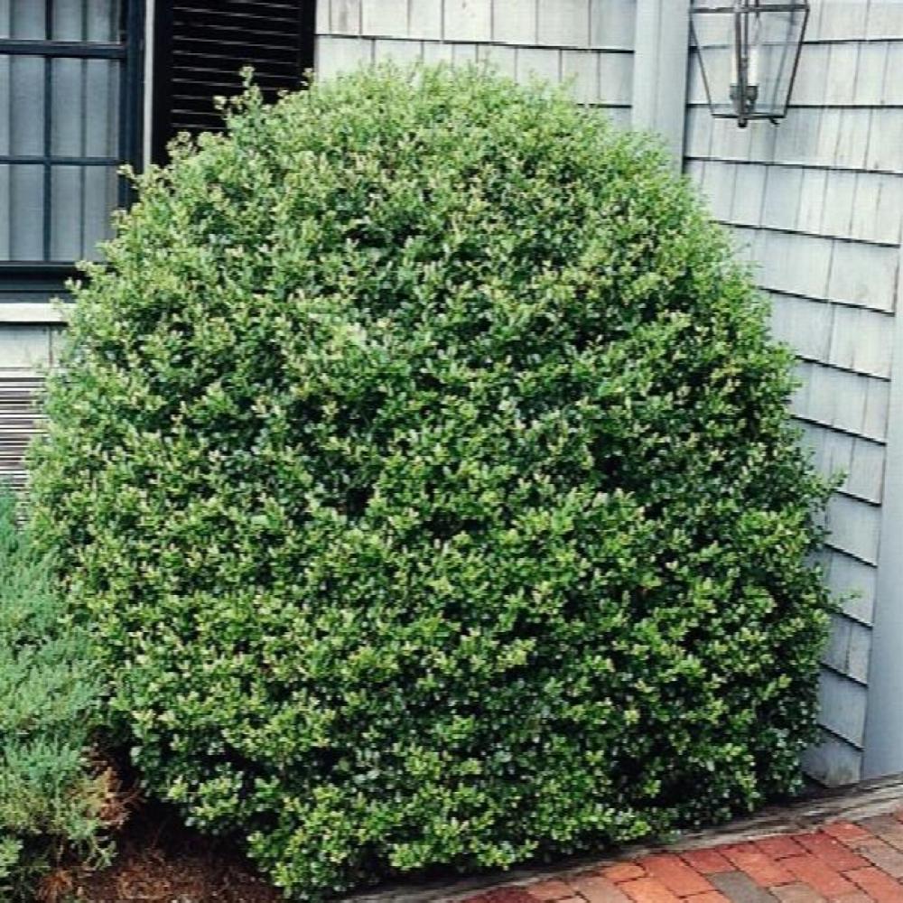 HOLLY Compacta #3 — Master Landscape Supply