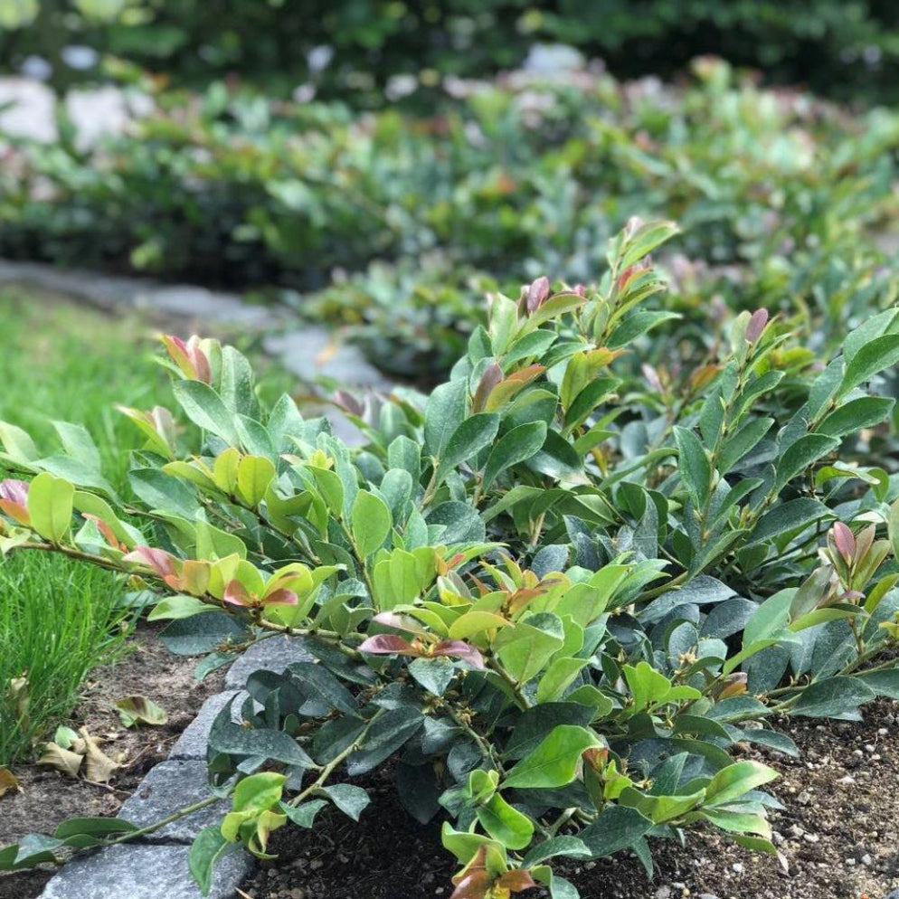 DISTYLIUM Linebacker FE #7 — Master Landscape Supply