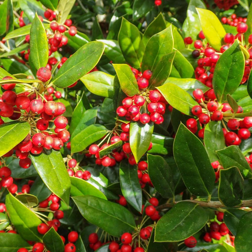 HOLLY Needlepoint #3 — Master Landscape Supply