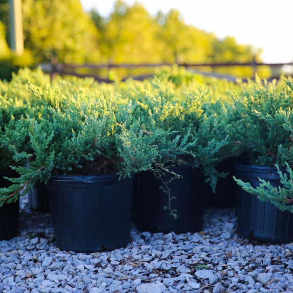 JUNIPER Parsoni #1 — Master Landscape Supply